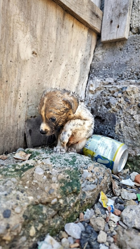 From Despair to Hope: The Rescue of a Newborn Puppy’s Fight for ...