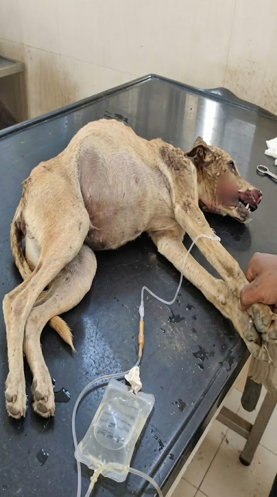 The Breath of Life: A Puppy’s Silent War and the Miracle of a Second ...