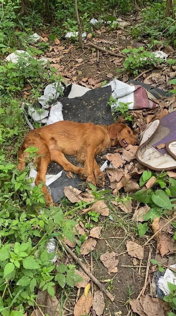 When Kindness Becomes a Common Language: A Small Village’s Race to Save ...