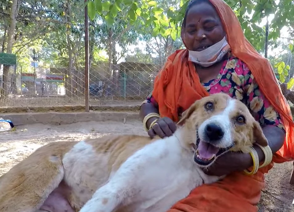 The Paradox of Comfy: How a Dog Who Refused to be Touched Learned to ...