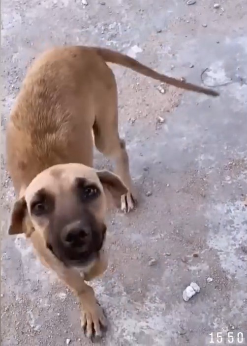 Abandoned Like Trash Because She Was Sick, Magrella Proved the World ...