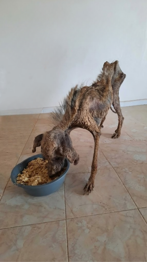 From "Stone Skin" to Silky Fur: The Heart-Stirring Transformation of ...