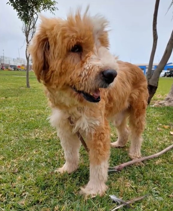 From the Cold Ground to a Golden Life: The 100-Day Miracle of Charlie ...