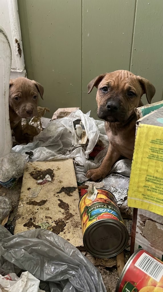 The Echoes in the Basement: A Family Found Waiting in the Dark - rescue ...