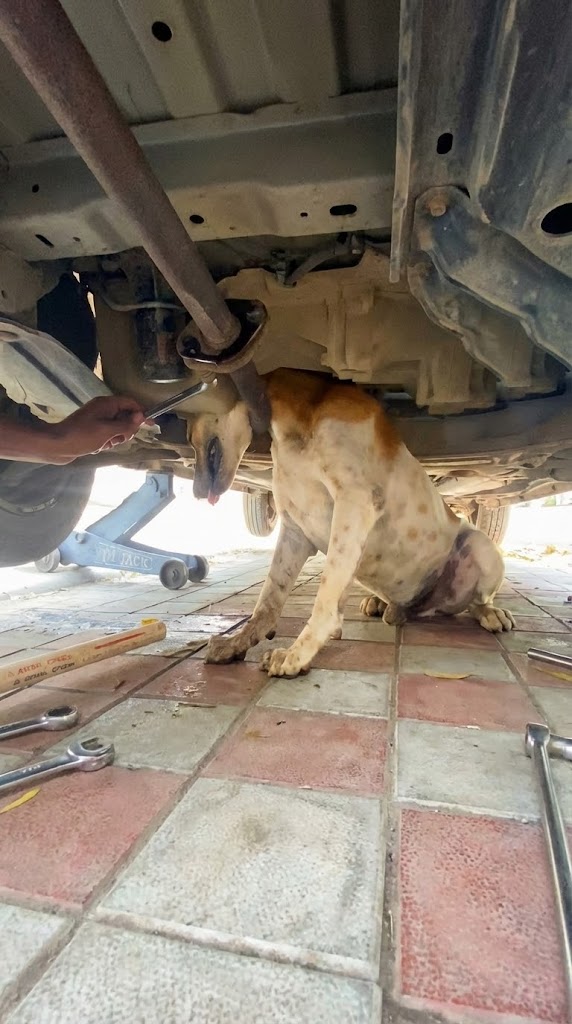 The Narrowest Escape: When a Simple Chase Turned into a Life-or-Death ...