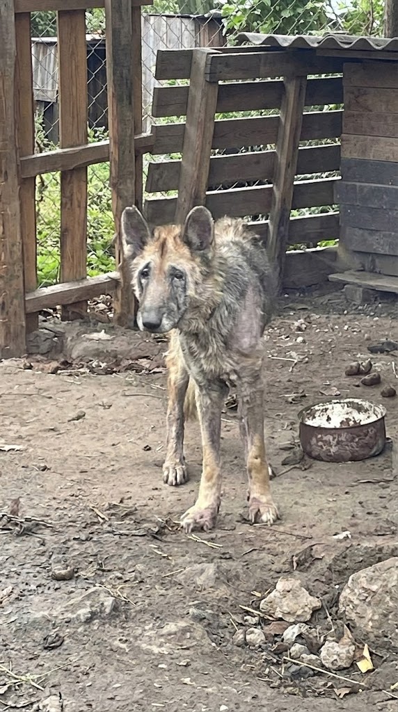 The Silent Beggar: How Kira Used an Empty Bowl to Ask for a Second ...