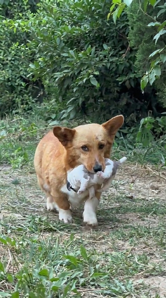 The Gift of Trust: Why a Stray Dog Brought Me Her Only Baby - rescue ...