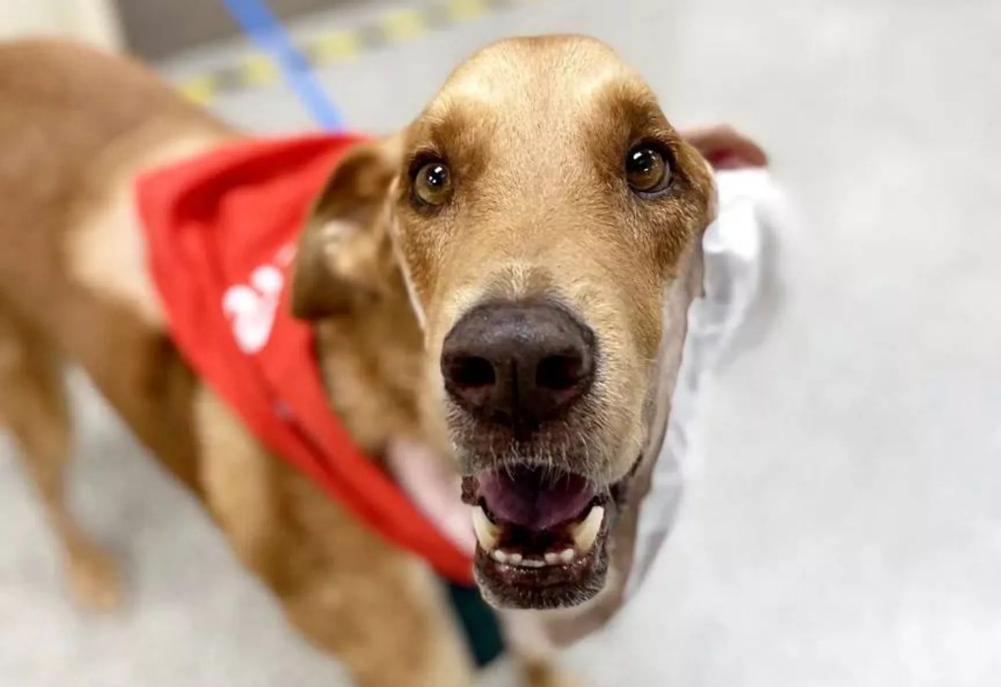 The Weight of a Second Chance: How Jake from State Farm Left a Life ...