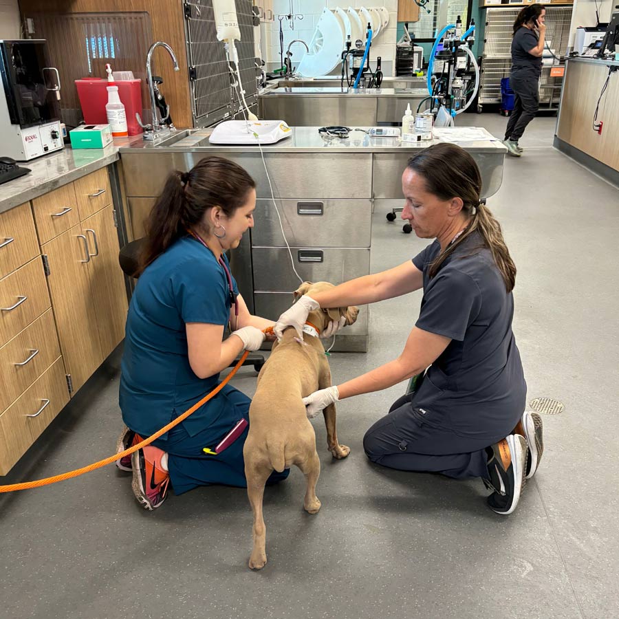 The Hidden Angel of Lookout Mountain: A Life Saved by a Reflection ...