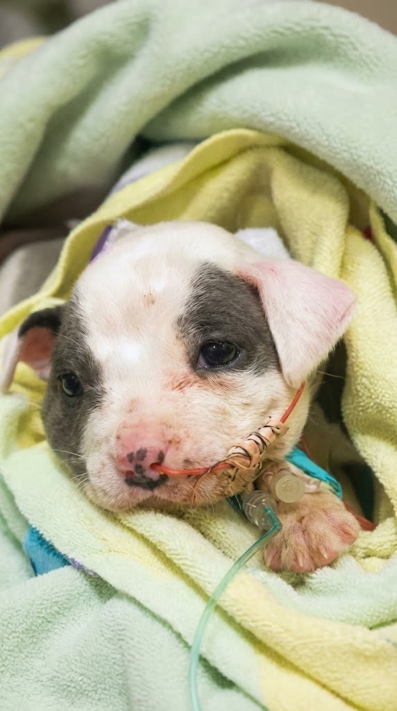 From a 2-Pound Survivor to a Red Carpet Diva: The Unbelievable Journey ...