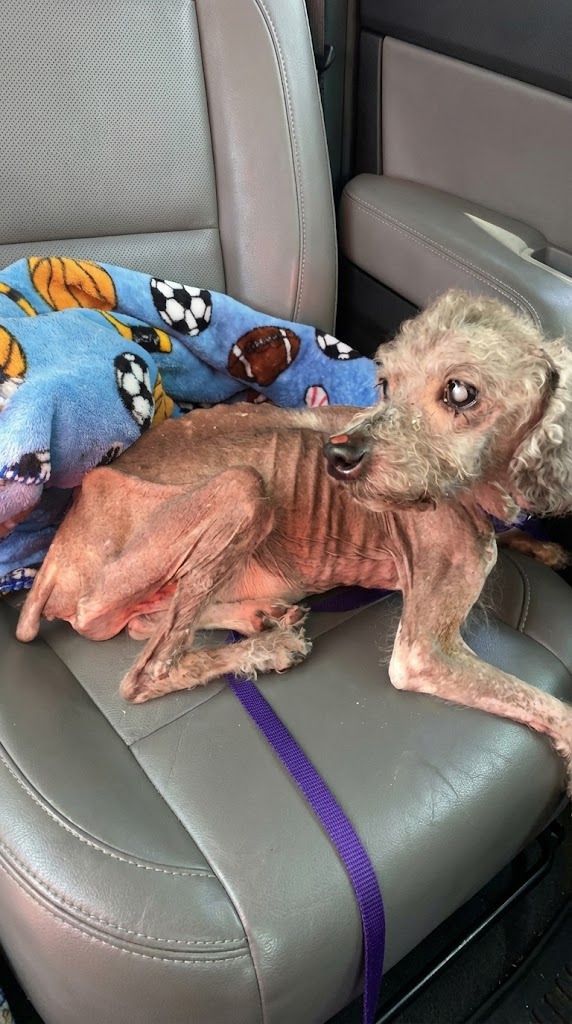 The Skeleton in the Window: The Poodle Who Starved Until He Forgot How ...