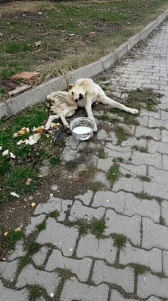 From a Silent Cry to a Miraculous Run: The Unforgettable Journey of ...