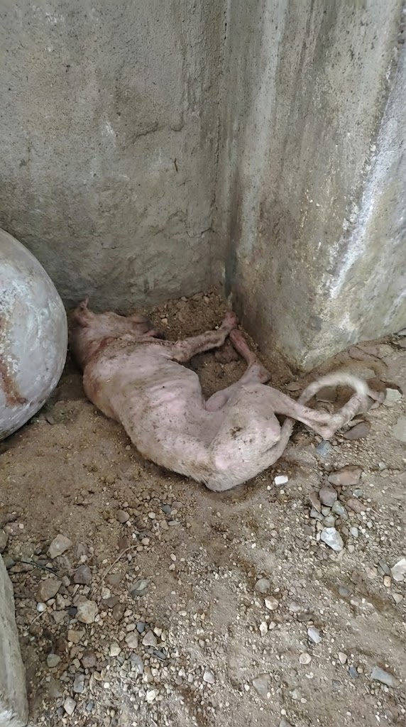 A Flicker of Hope: The Extraordinary Transformation of a Puppy Who ...