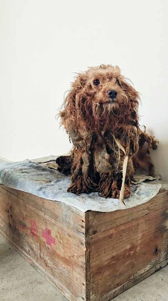 The Little "Mop" That Taught Me the True Meaning of Trust - rescue ...