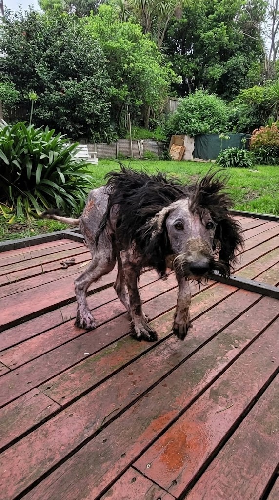 Imprisoned Without Mercy: The Heart-Wrenching Rescue of Vera - rescue ...