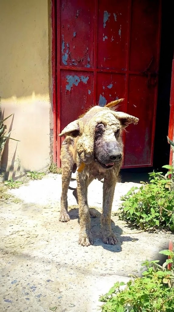 The Dog Who Swallowed Plastic to Survive: Benji’s Miraculous Journey ...