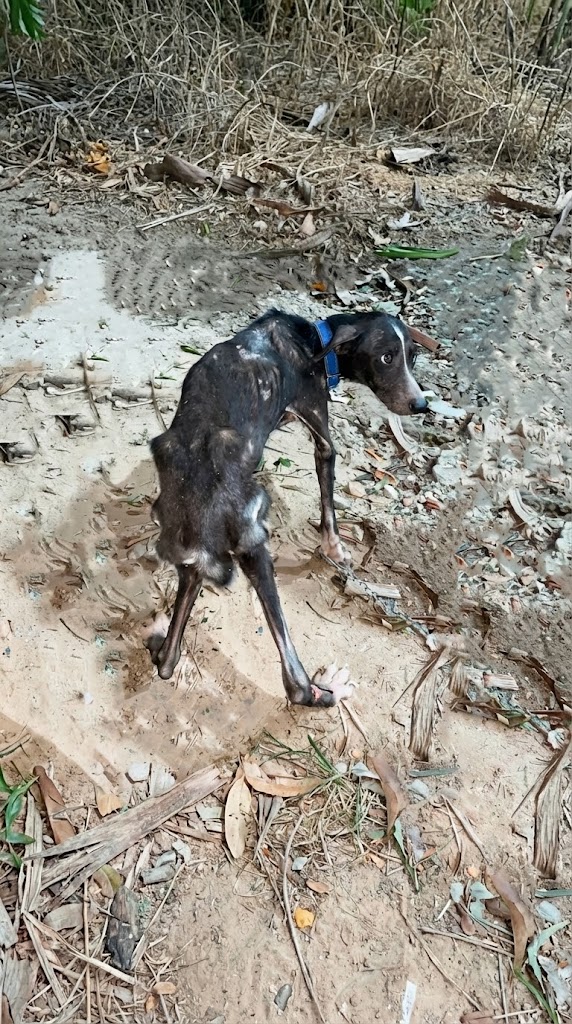 Locked in Silence: The Incredible Recovery of Blackie and Reiki ...