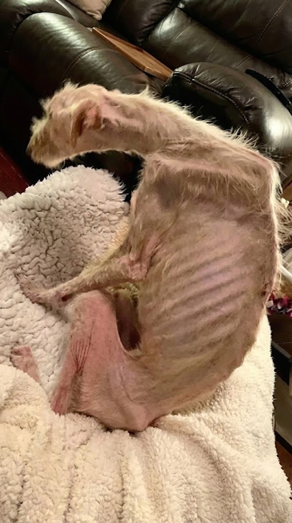 The Christmas Miracle: How Tiggy the "Skeleton Dog" Won the Fight for ...