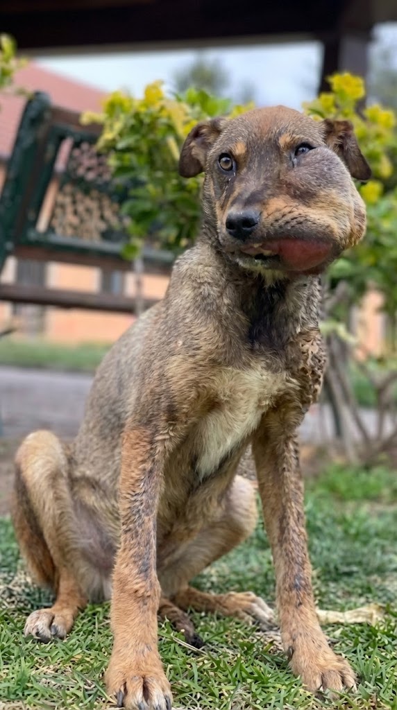 The Dog Who Was Used as a "Rag Doll": Brady’s Miracle Journey to a New ...