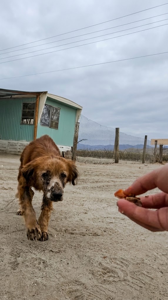 From a Shadow in the Dust to a Golden Soul: The Miracle of Pax - rescue ...