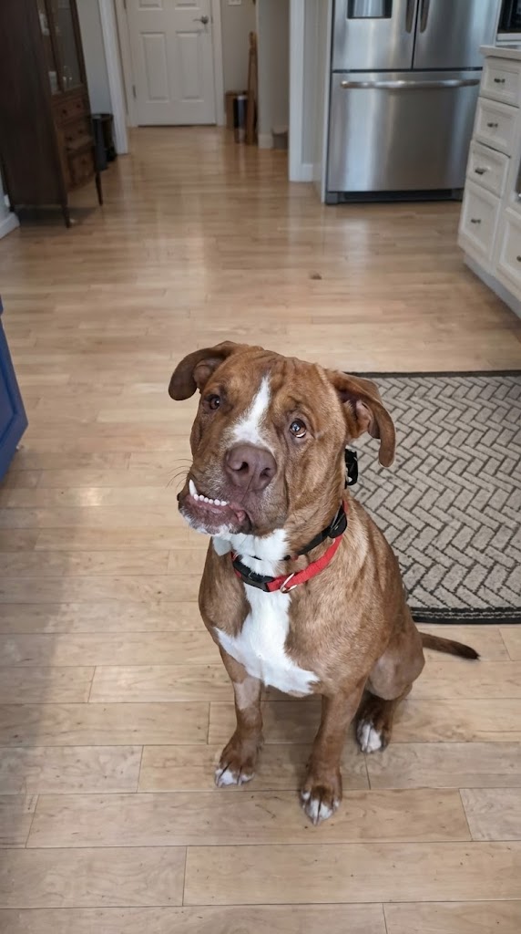 The Dog with the Wonky Smile: How Woody’s "Goofy" Face Found a Forever ...