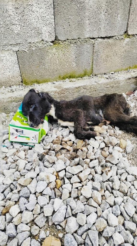 From a Broken Spirit to a Happy Heart: The Incredible Recovery of Adam ...