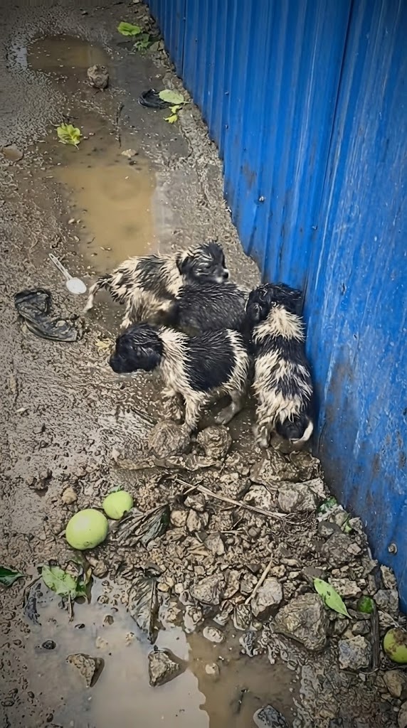 Left To Die Behind A Dumpster In The Rain, These "Grey" Puppies ...