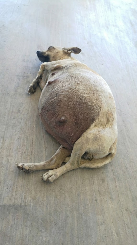 The 65-Day Crisis: The Overdue Mother Dog Who Fainted While Waiting for ...