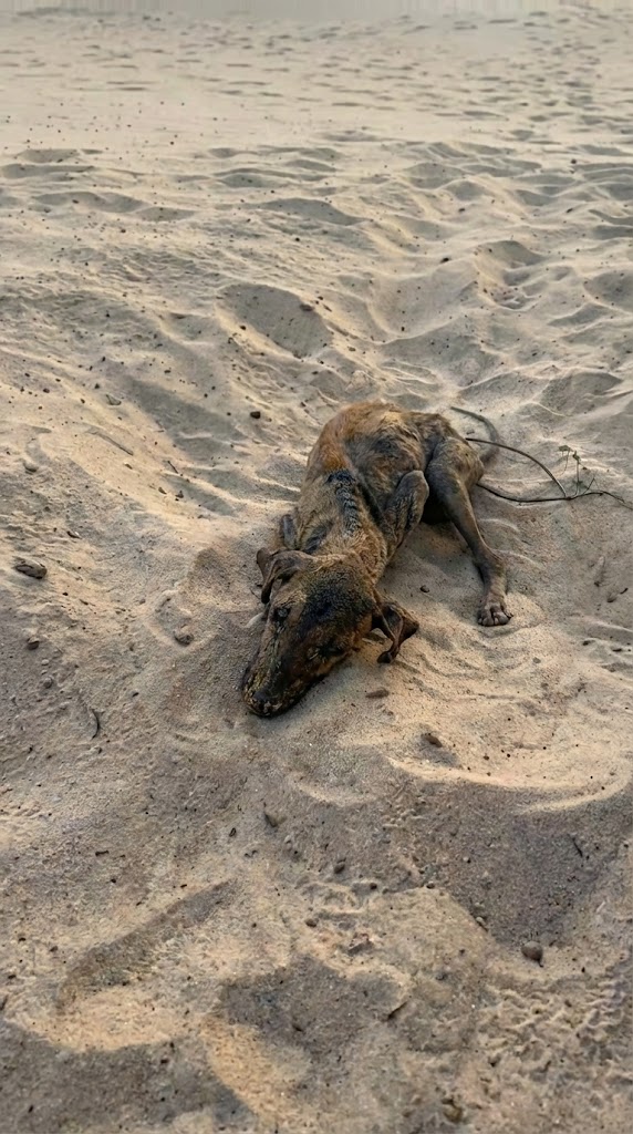 Abandoned Like Trash Because She Was Sick, Magrella Proved the World ...