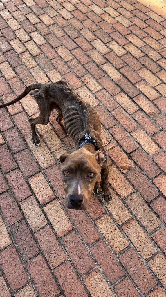 The Girl in the Sweatshirt: The Dark Truth Behind Why She Was Left to ...