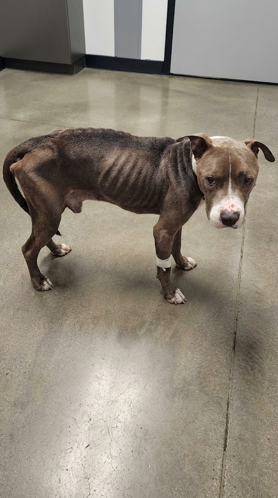 He Was So Hungry He Ate a Sippy Cup — Now He’s a Little Girl’s Best ...