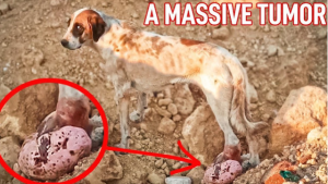 The Beauty Beneath the Burden: Why Alma Deserves Our Gaze, Not Our ...