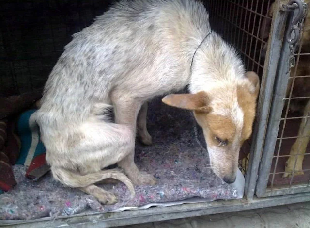 From the Shadows of Cruelty to a Beacon of Light: The Unstoppable ...