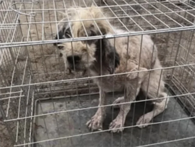 The Ghost Under the Car: Why a "Scary" Stray Refused to Leave the Town ...