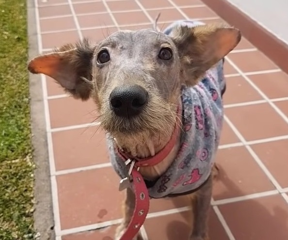 Imprisoned Without Mercy: The Heart-Wrenching Rescue of Vera - rescue ...