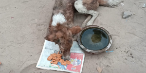 The Dog with the "Deep Hole" Wound: A Story of Unwavering Trust and a ...