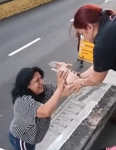 The "Bag of Bones" Left Behind: Moka’s Silent Battle After the Puppy ...