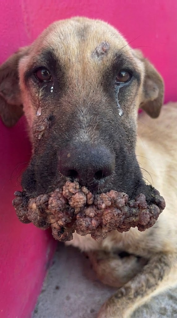 The Little Soul They Mocked: How Hercules Found His Smile Behind a ...