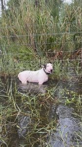 Abandoned in the Rising Tide: The Dog Who Survived a Storm and a ...