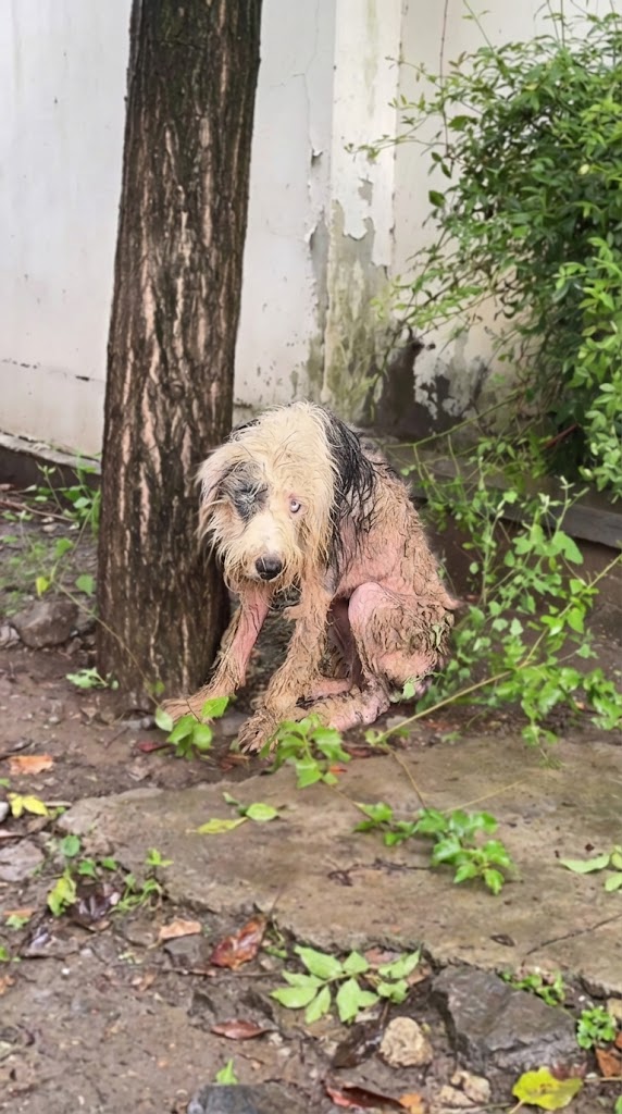 The Man Who Tried to Steal the Light: Shitou’s Journey from Darkness ...