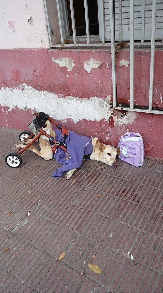 The Miracle on Wheels: Lunita’s Journey from Abandonment to a Life ...