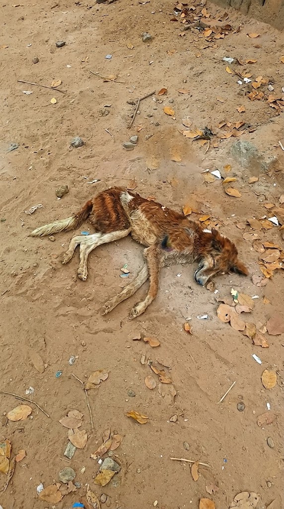 The Dog with the "Deep Hole" Wound: A Story of Unwavering Trust and a ...