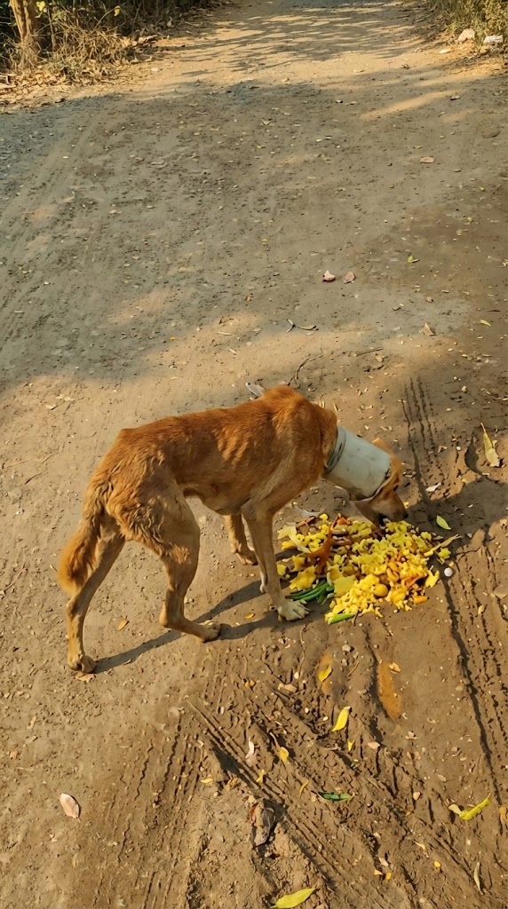 The Invisible Chain: The Dog Trapped in a PVC Pipe - rescue ...