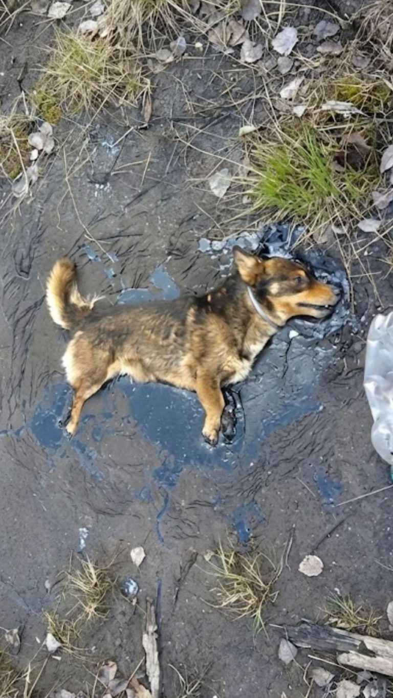 The Unbroken Spirit: How a Tiny Dog Buried in Tar Fought for Life Until ...