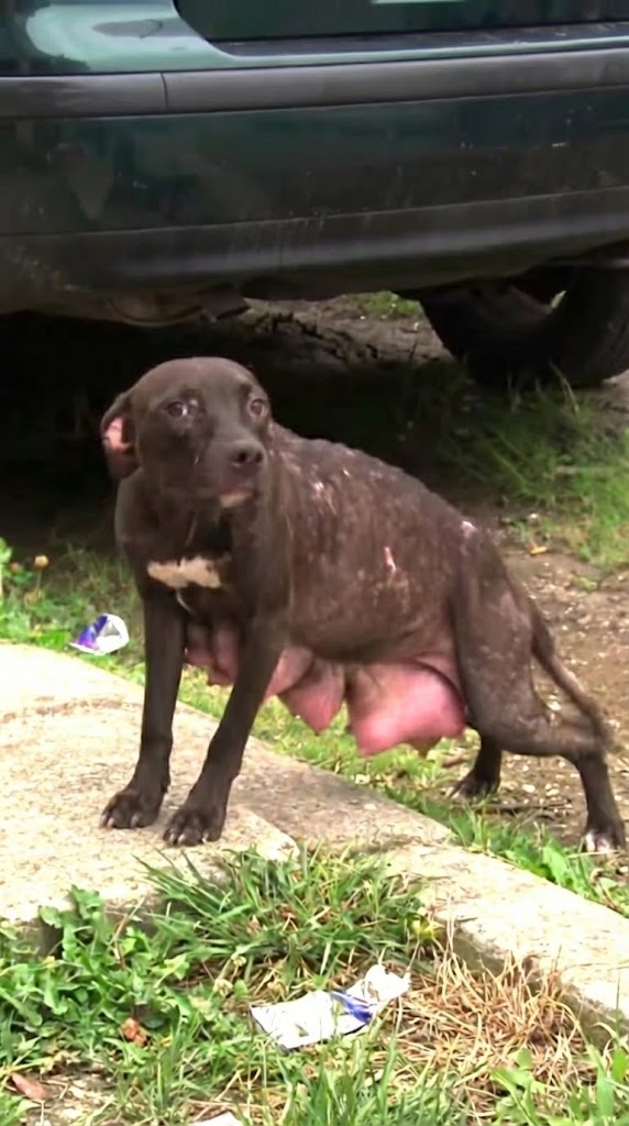 Don’t Judge a Book by Its Cover: The Tough Rescuers and a Heartbroken ...