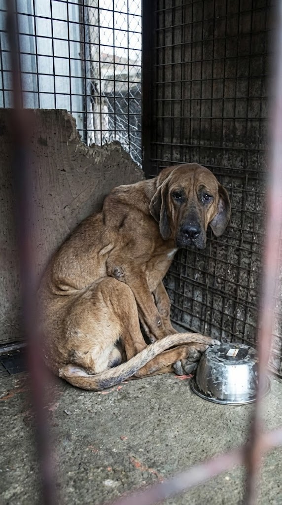 The Sound of Silence: Robin’s Heartbreaking Escape and His Courageous ...