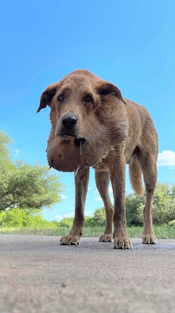 The Weight of a Second Chance: How Jake from State Farm Left a Life ...
