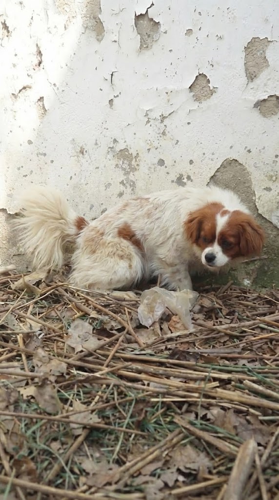 A Broken Leg and a Shattered Heart: The Shovel Was Just the Beginning ...