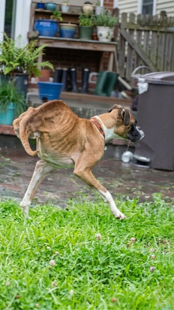 Two Legs, One Heart: The Miraculous Life and Near-Death Escape of ...