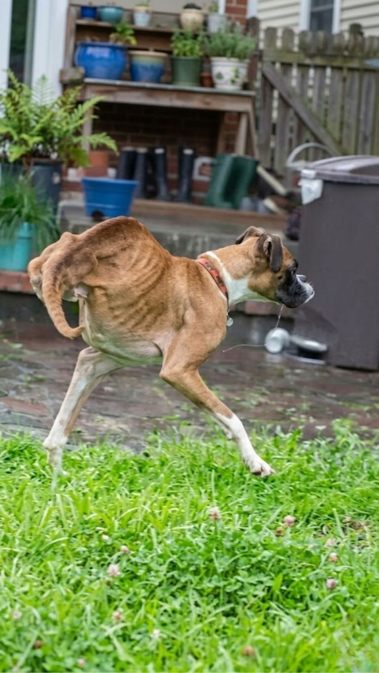 Two Legs, One Heart: The Miraculous Life and Near-Death Escape of ...